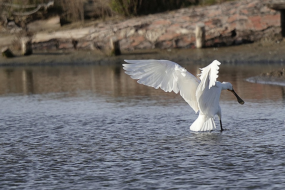 Spadola Putih Atteraggio Delta - Foto gratis di Pixabay
