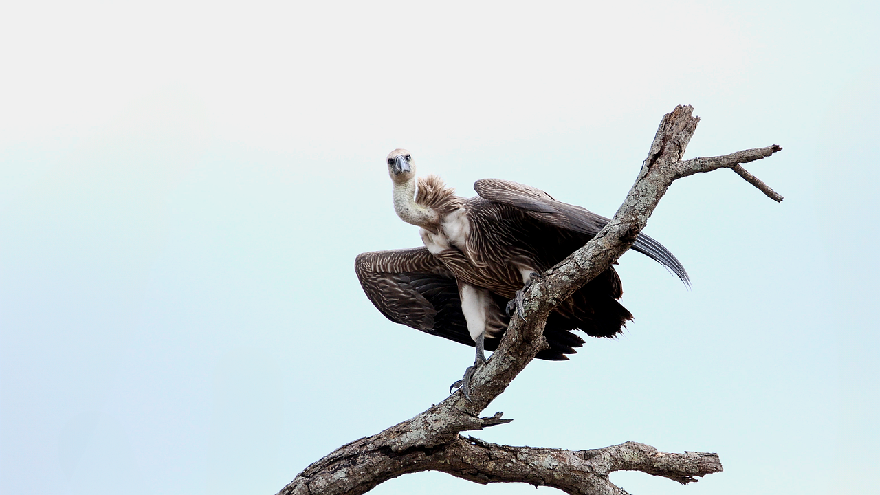Download Bird, Animal, Perched. Royalty-Free Stock Illustration Image ...