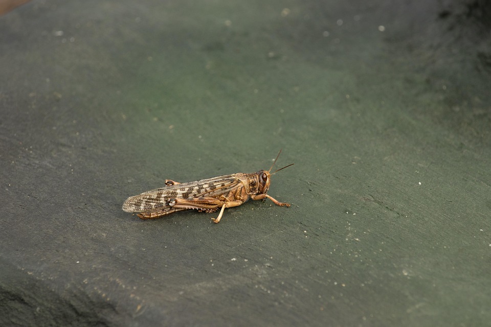 Insect Locust Grasshopper - Free photo on Pixabay