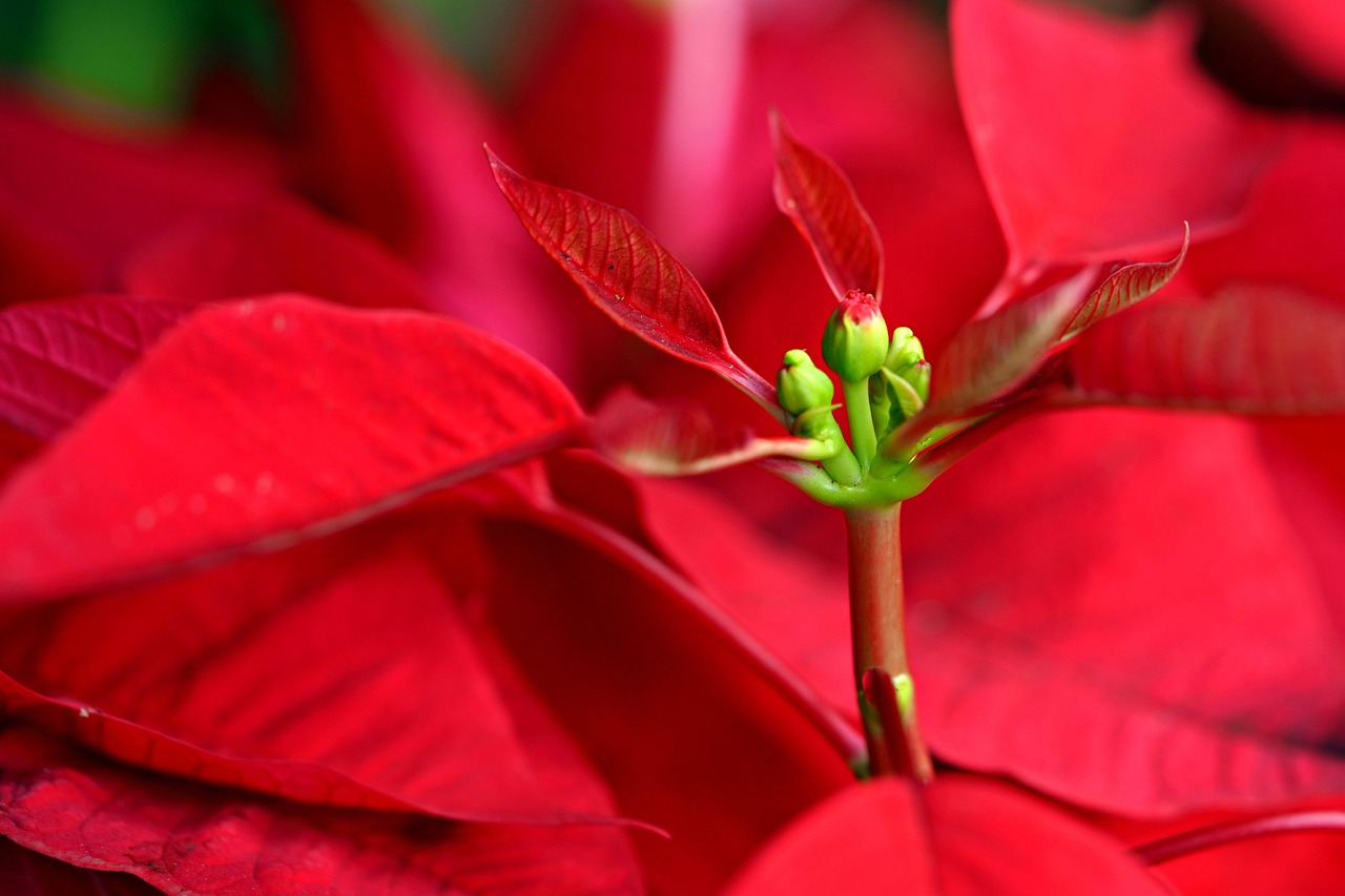 Poinsettia Flower Plant Red - Free photo on Pixabay