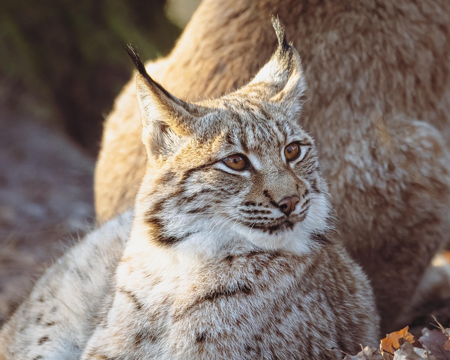 Lynx Animal Mammal - Free photo on Pixabay