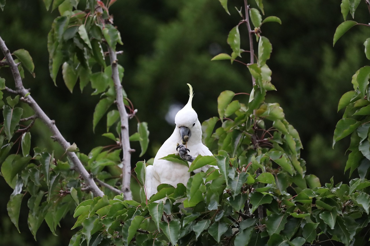 Cockatoo Parrot Bird - Free photo on Pixabay