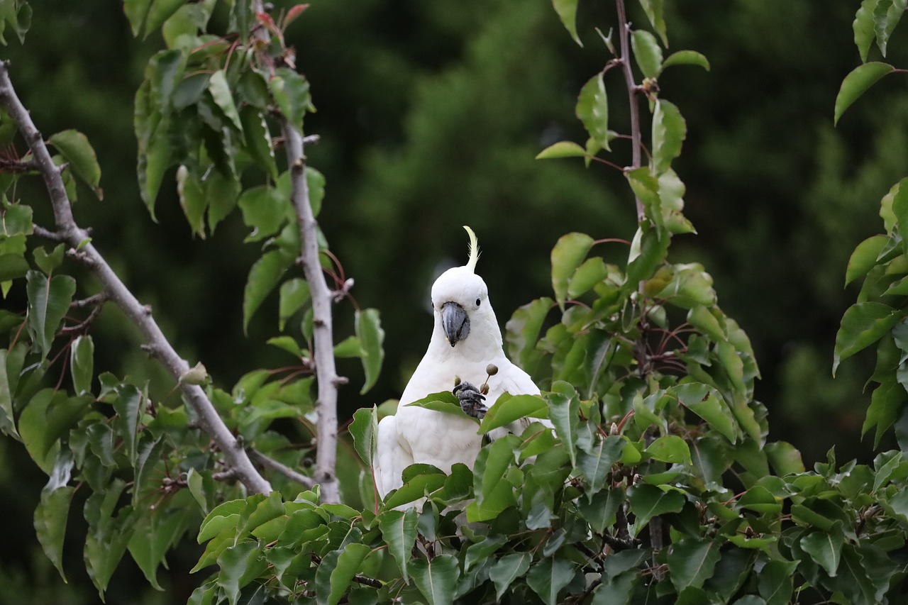 Cacatoès Perroquet Oiseau - Photo gratuite sur Pixabay