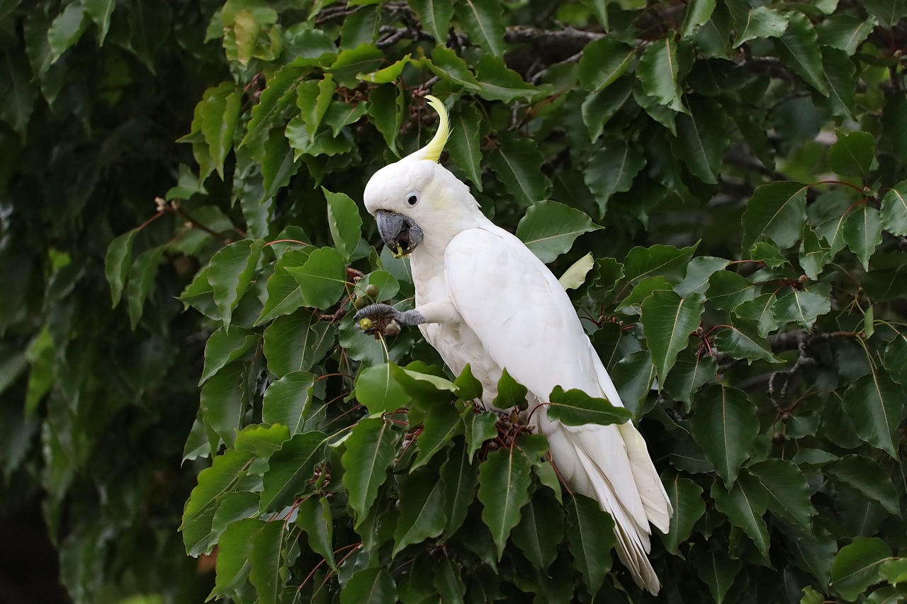 Cockatoo Parrot Bird - Free photo on Pixabay