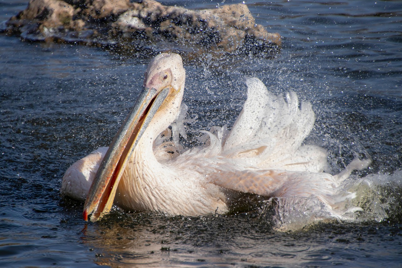 Bird Pelican Ornithology - Free photo on Pixabay