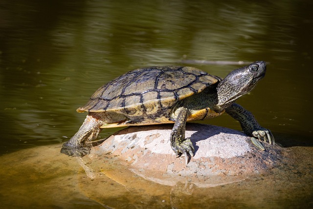 20,000+ Free Cute Tortoise & Turtle Images - Pixabay