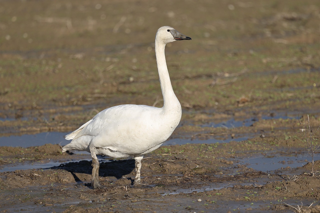 Bird Swan Ornithology - Free photo on Pixabay