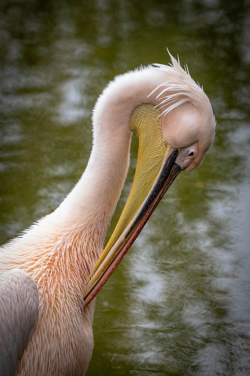 Pelican Bird - Free photo on Pixabay