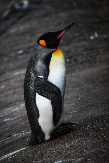 Pinguin Vogel Tier - Kostenloses Foto auf Pixabay