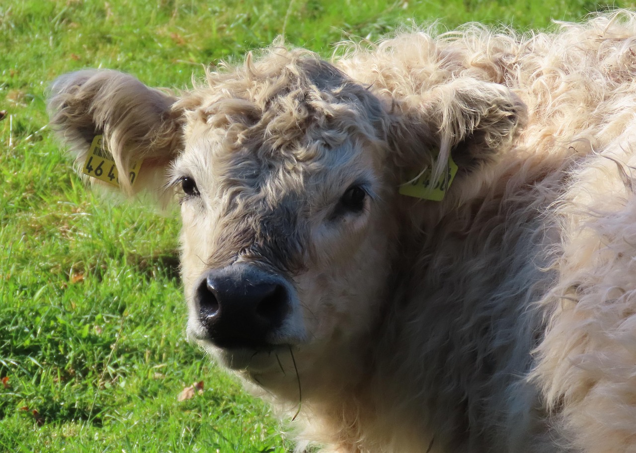 Calf Cow Animal - Free photo on Pixabay