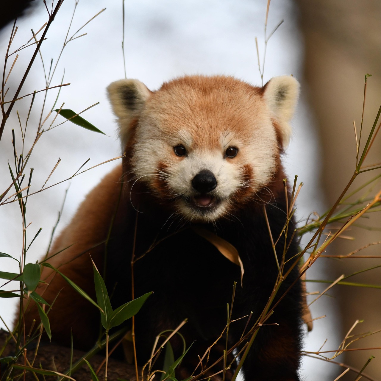Panda Rouge Mammifère - Photo gratuite sur Pixabay