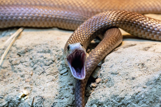 Eastern Brown Snake - Free photo on Pixabay