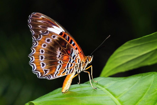 Red Lacewing Butterfly - Free photo on Pixabay