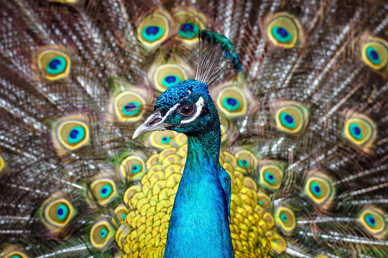 Bird Peacock Feathers - Free photo on Pixabay