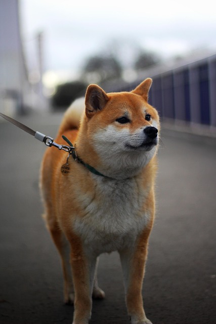 200+ Free Shiba Inu & Dog Images - Pixabay