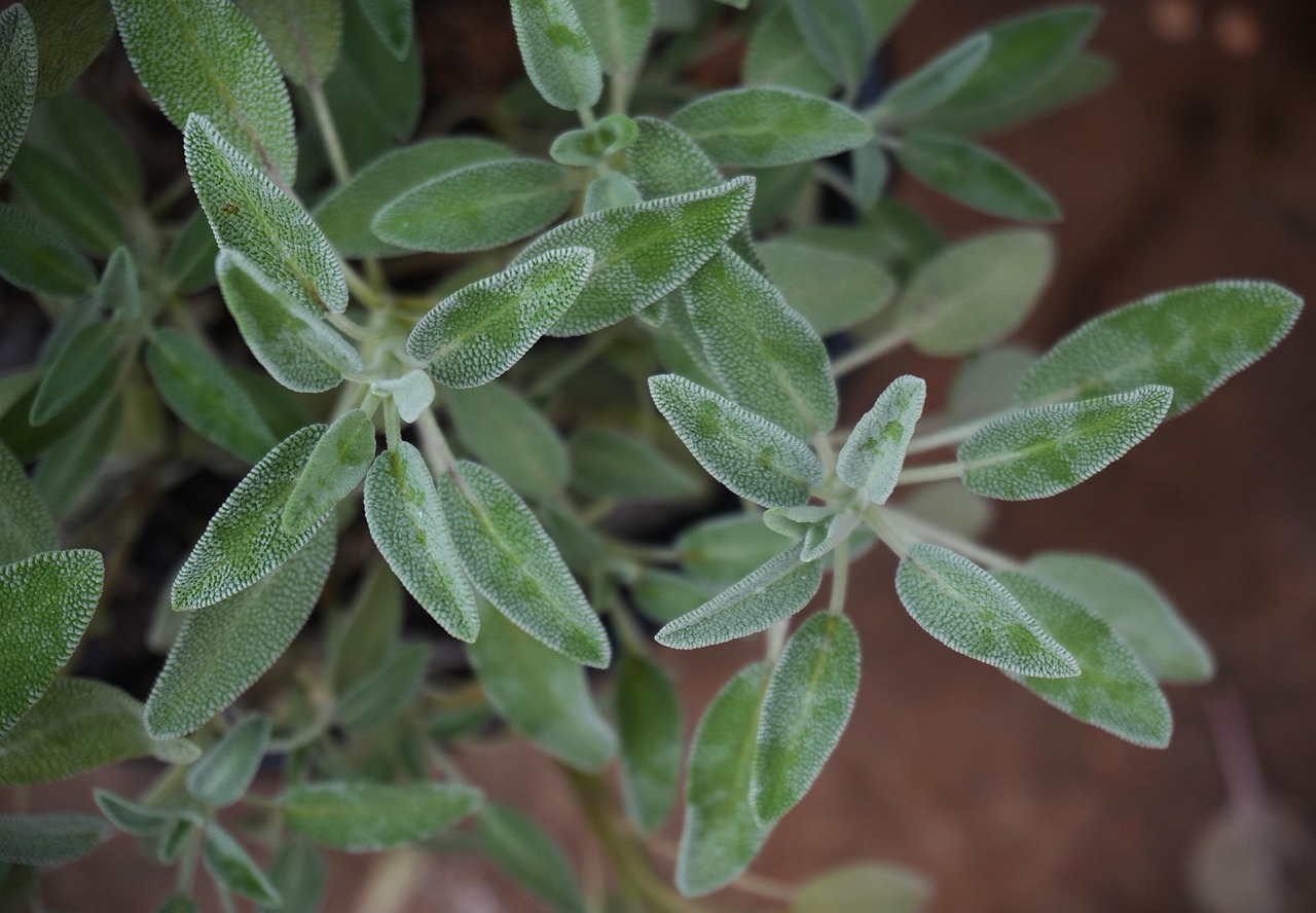 Sage Nature Herb - Free photo on Pixabay