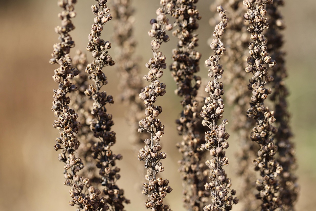 Dried Flowers Faded Dry - Free photo on Pixabay