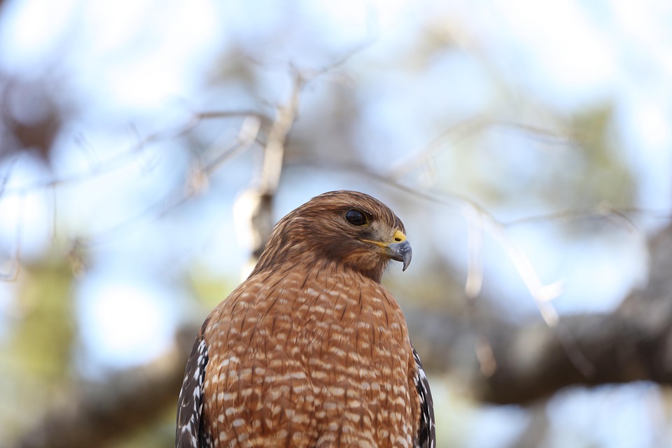 Raptor Hawk Brown - Free photo on Pixabay