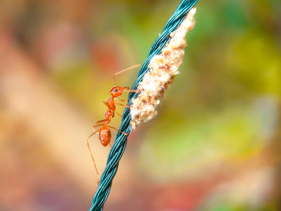 Ant Insect Animal - Free photo on Pixabay
