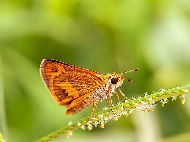 Buterfly Buterflies Nature - Free photo on Pixabay