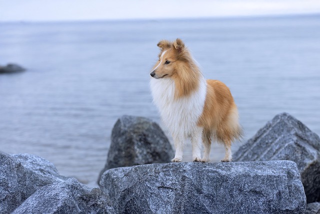 Dog Collie Domestic Animal - Free photo on Pixabay