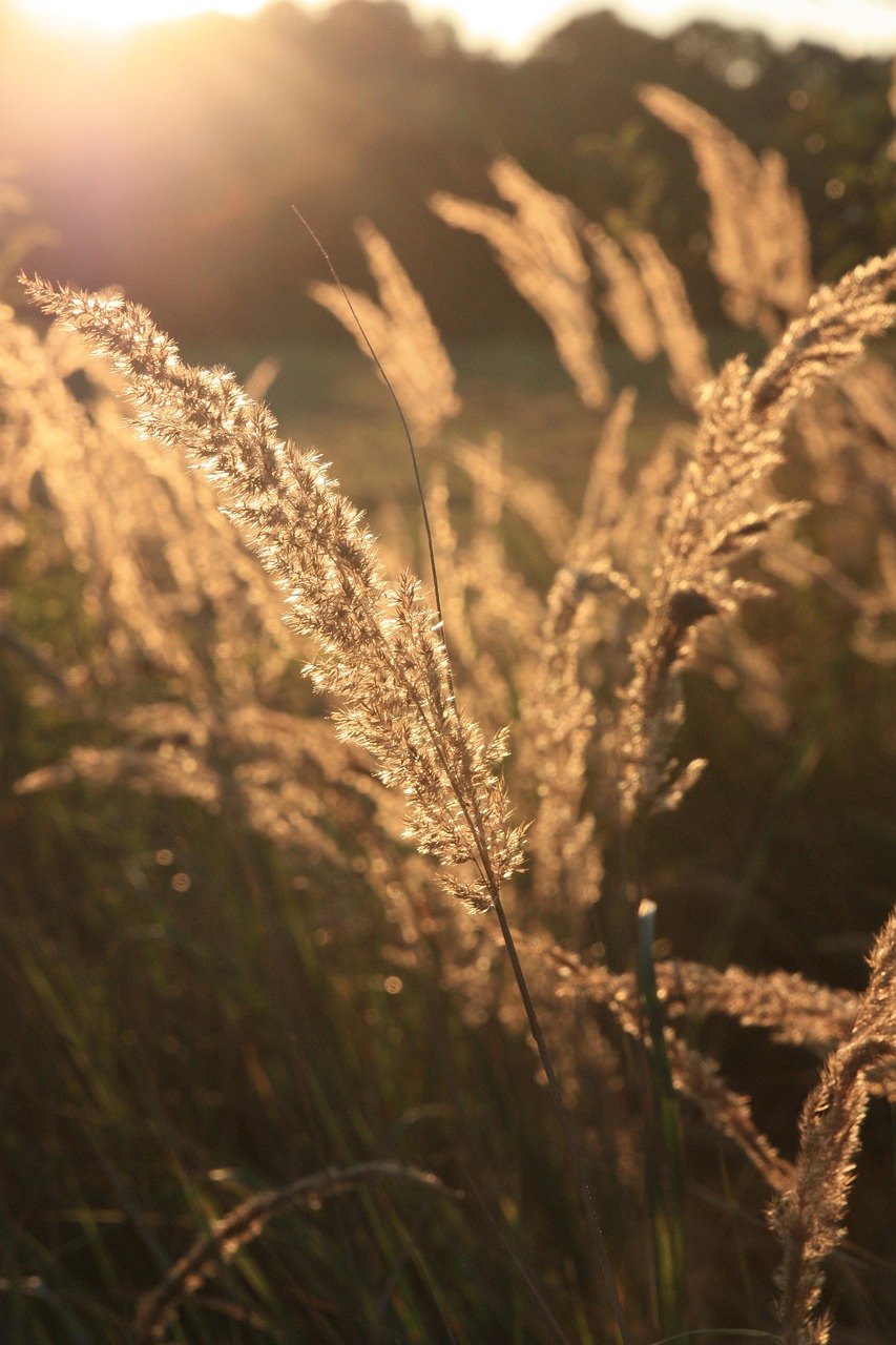 Gras Tumblr