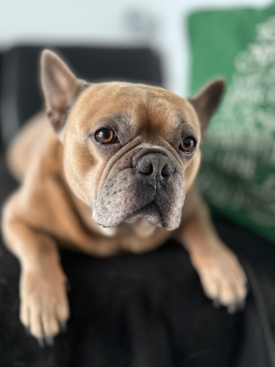 Buldogue Francês Cachorro Bicho De - Foto gratuita no Pixabay
