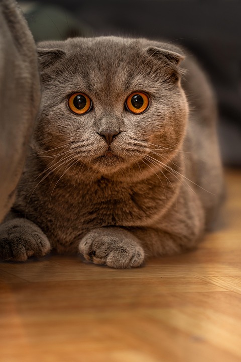 Cat Scottish Fold Folded Ears - Free photo on Pixabay