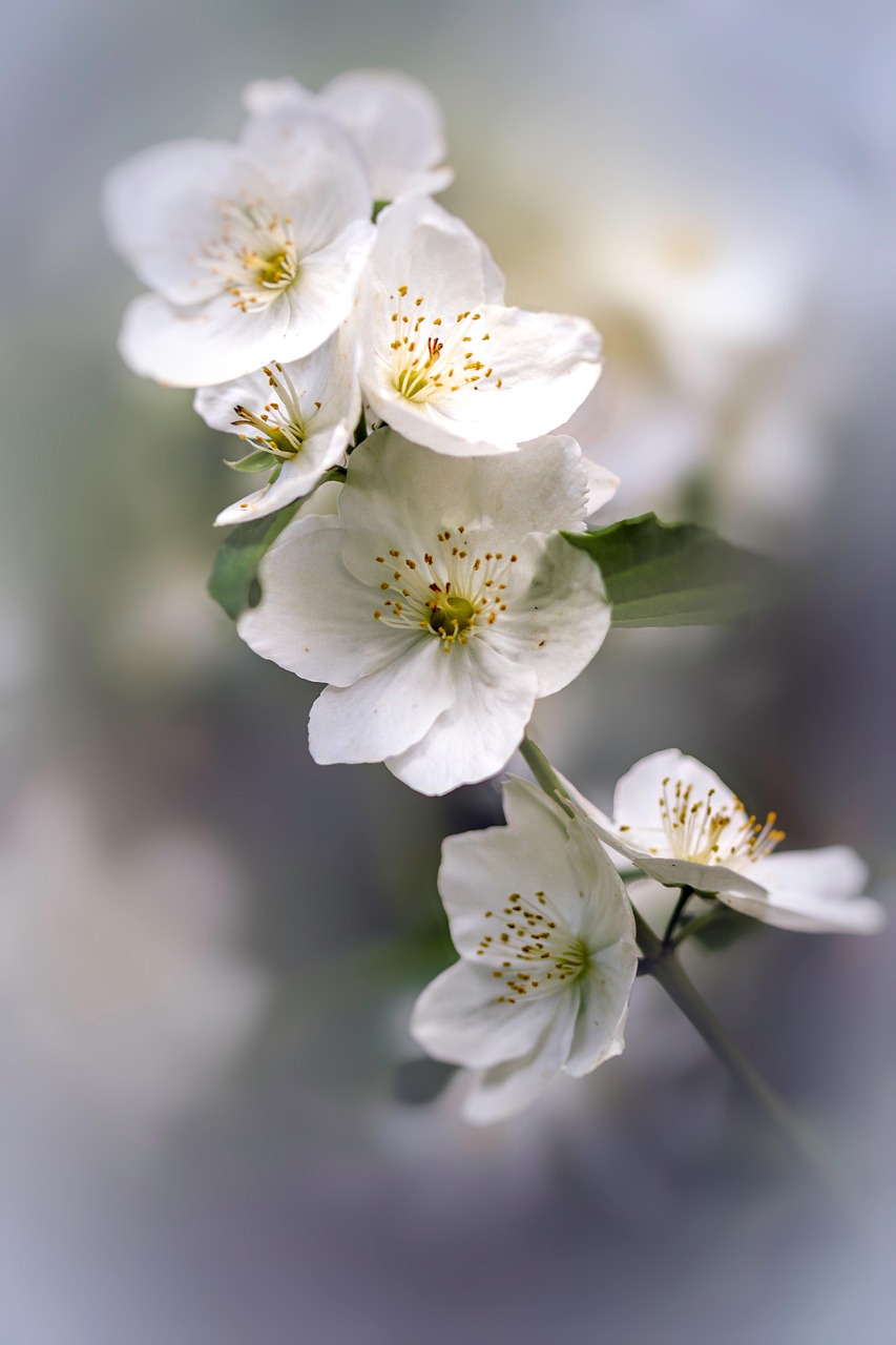 Jasmine Plant Bush - Free photo on Pixabay