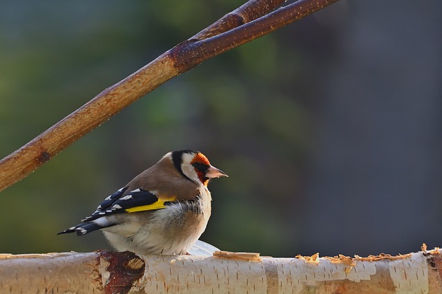 Bird Stieglitz Wildlife - Free photo on Pixabay