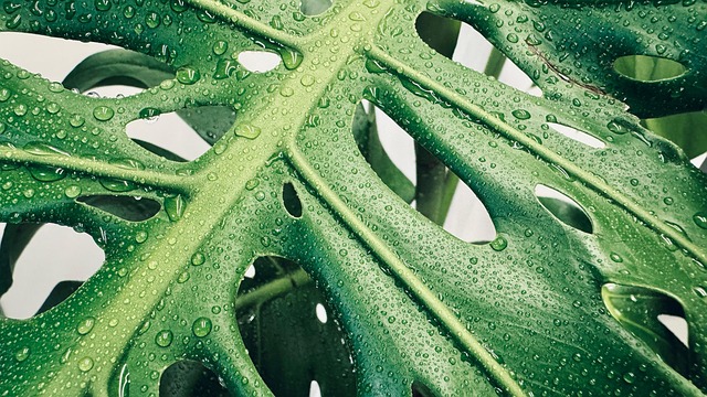 Monstera Deliciosa Planta Sale De - Foto gratis en Pixabay
