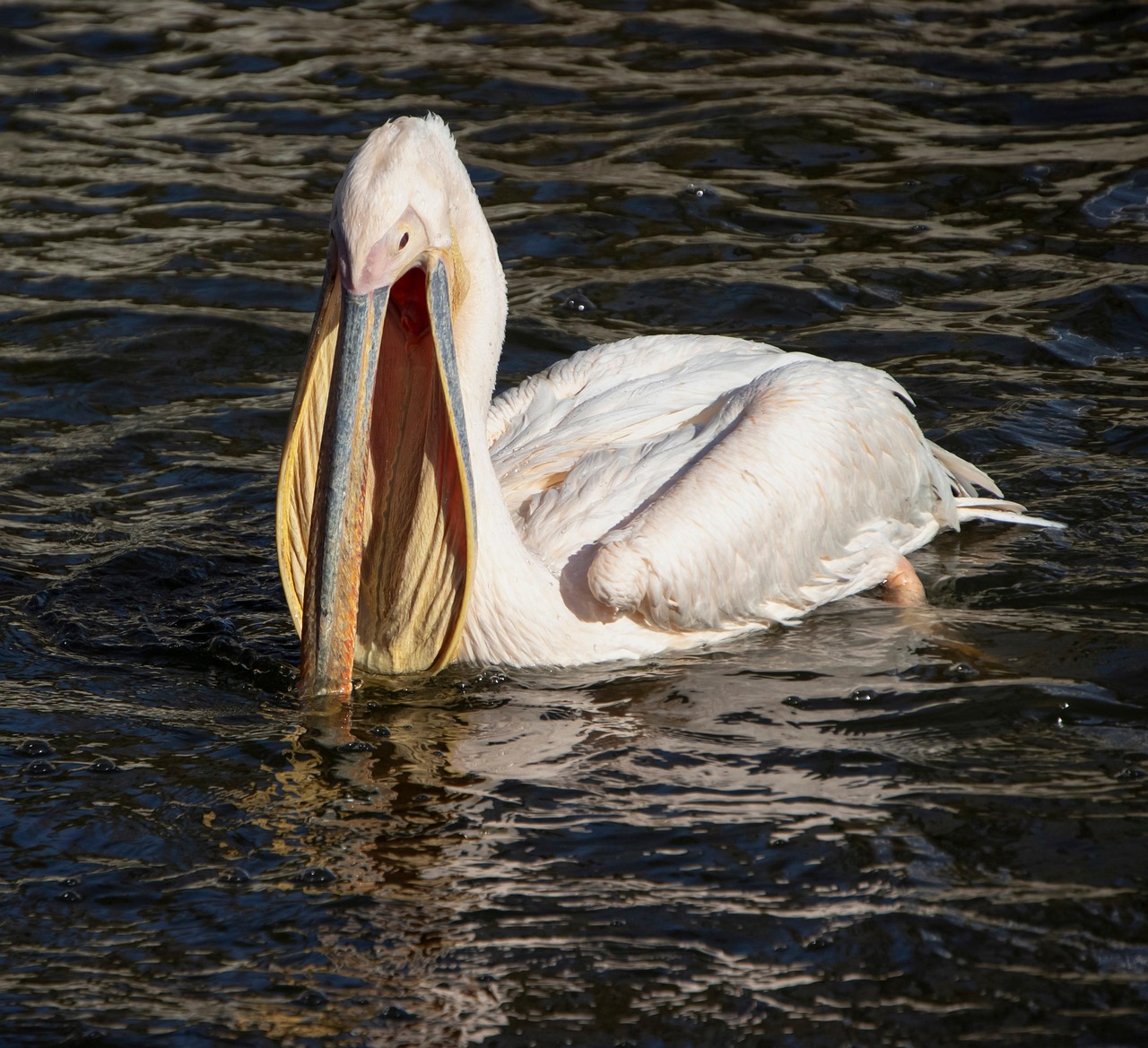 Pelican Bird Water - Free photo on Pixabay