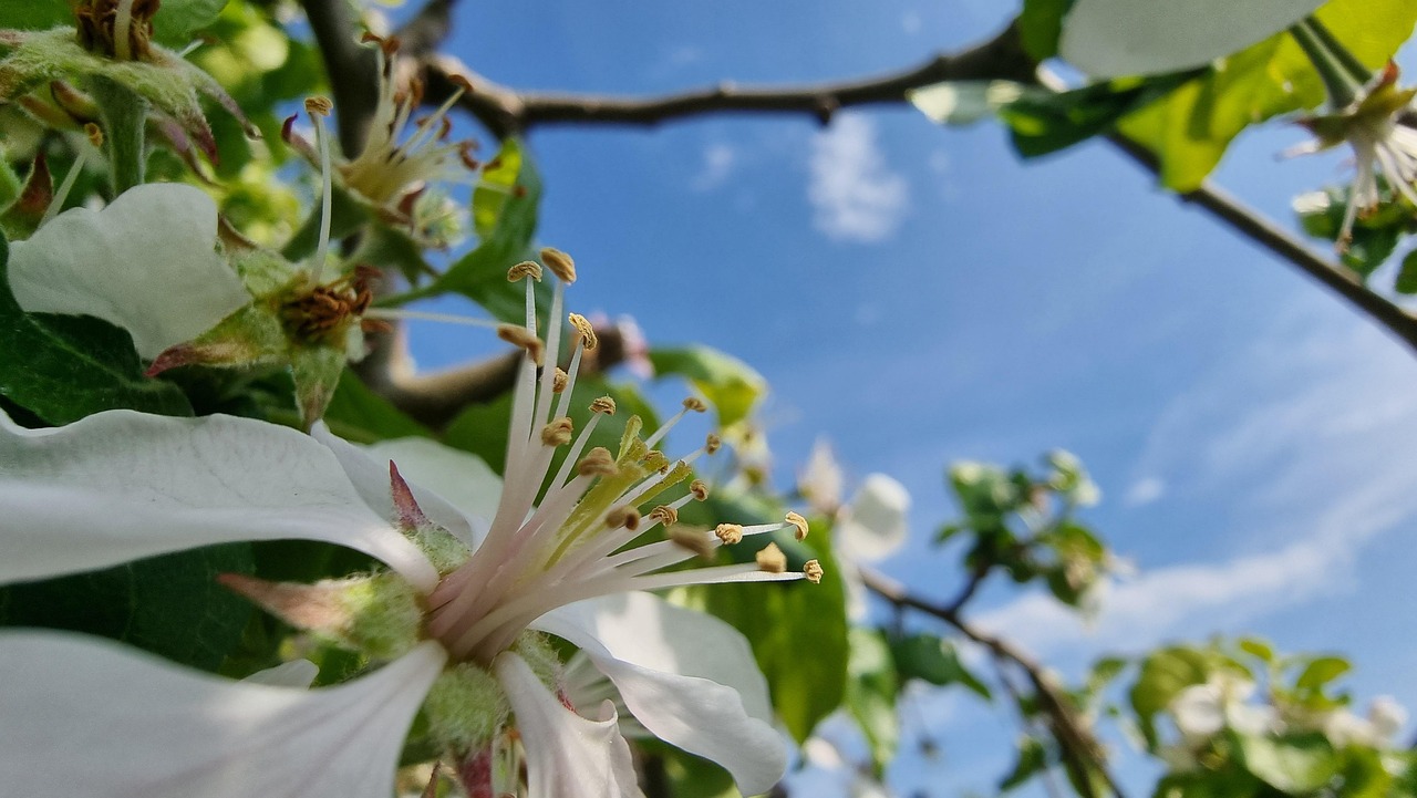 Cherry Spring Nature - Free photo on Pixabay