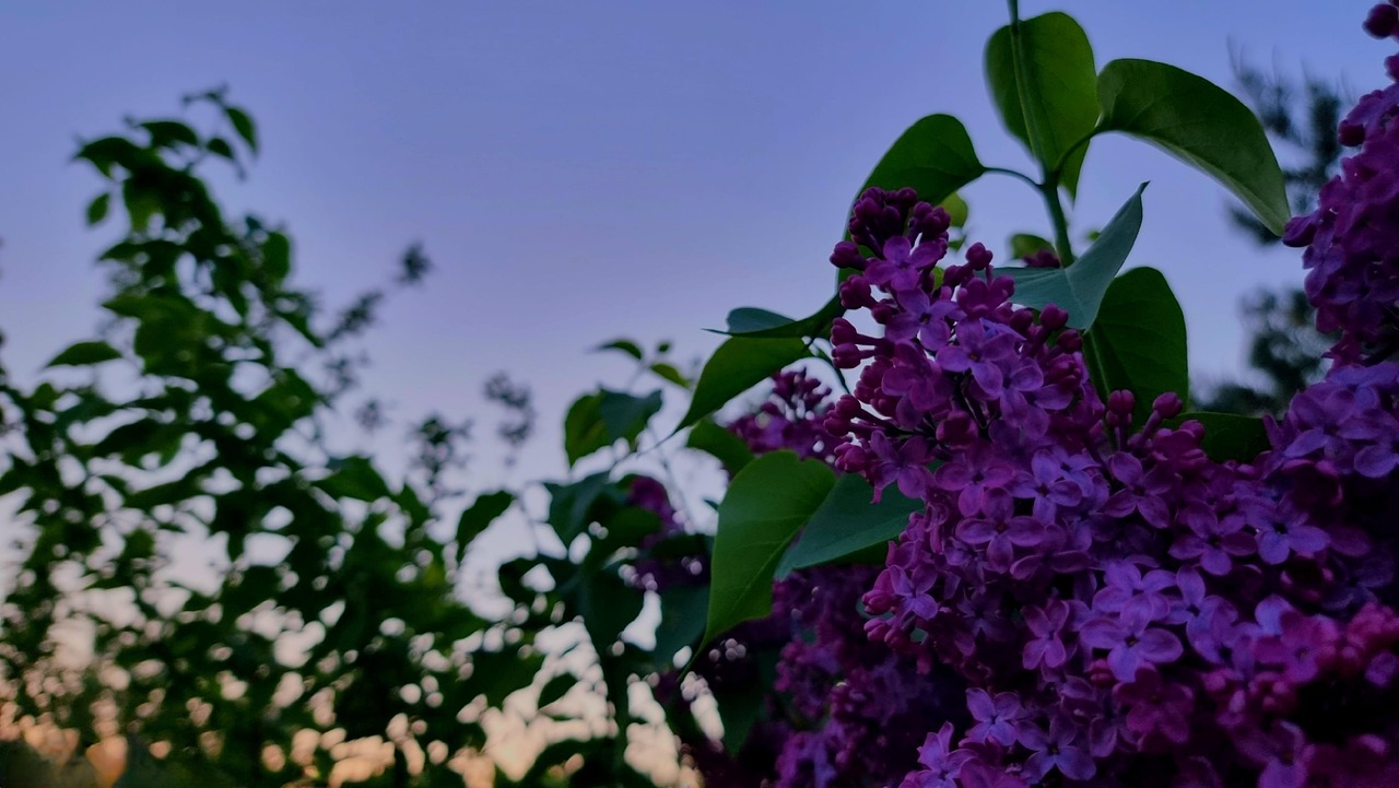 Early Morning Sunrise - Free photo on Pixabay