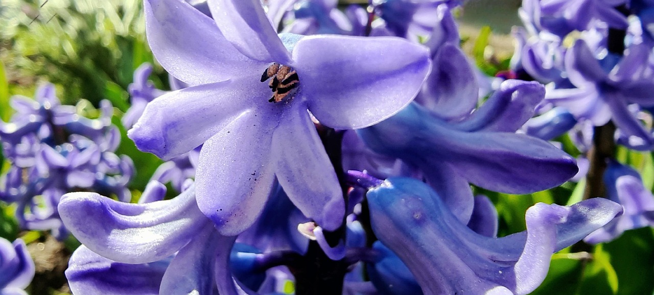 Blume Natur Blüte - Kostenloses Foto auf Pixabay