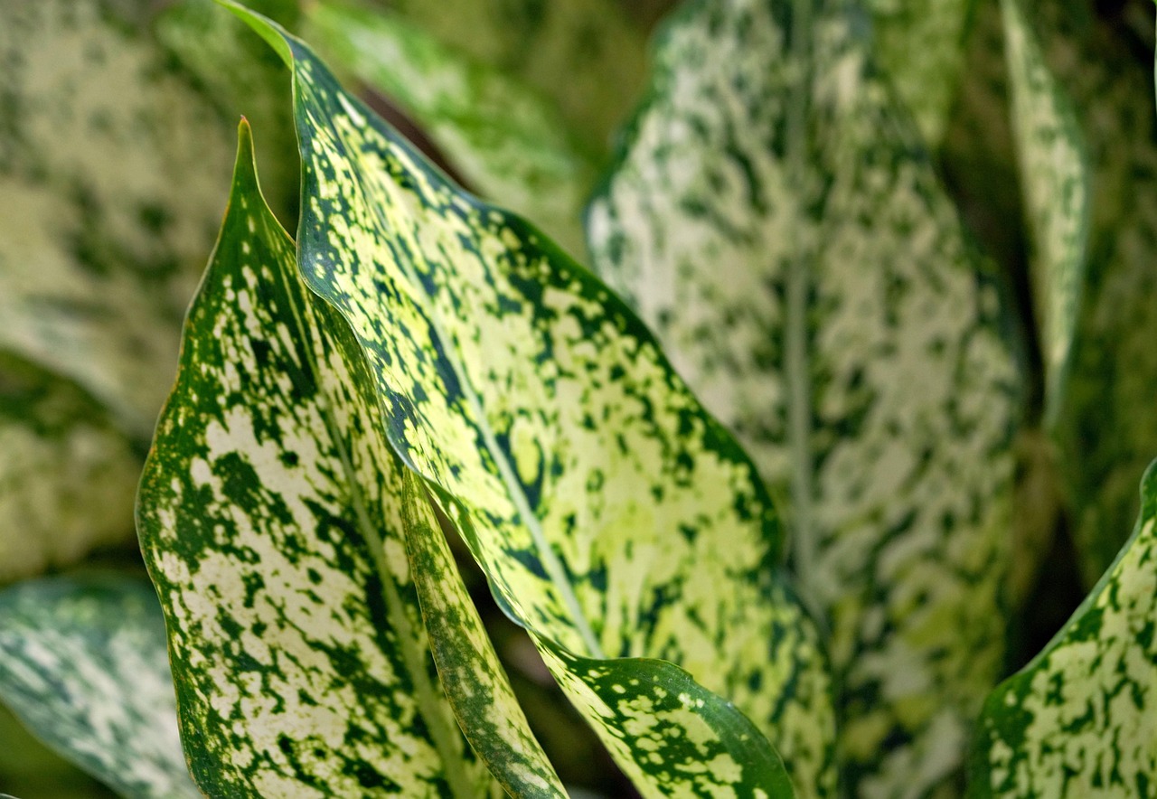 Plant Aglonema Flora - Free photo on Pixabay