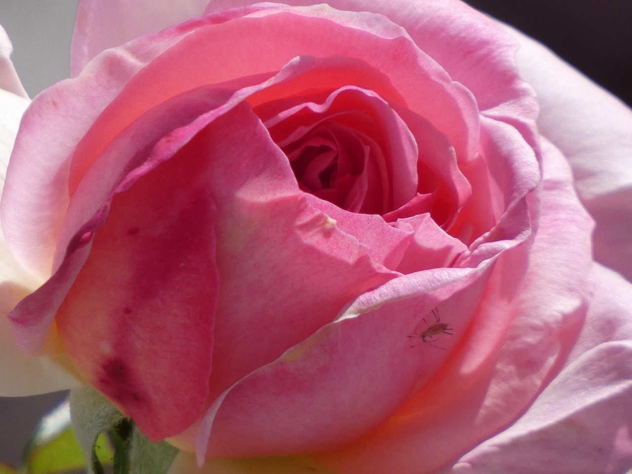 Pink Rose Flower - Free photo on Pixabay