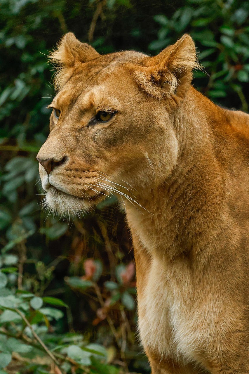 Lion Nature Animal - Free photo on Pixabay