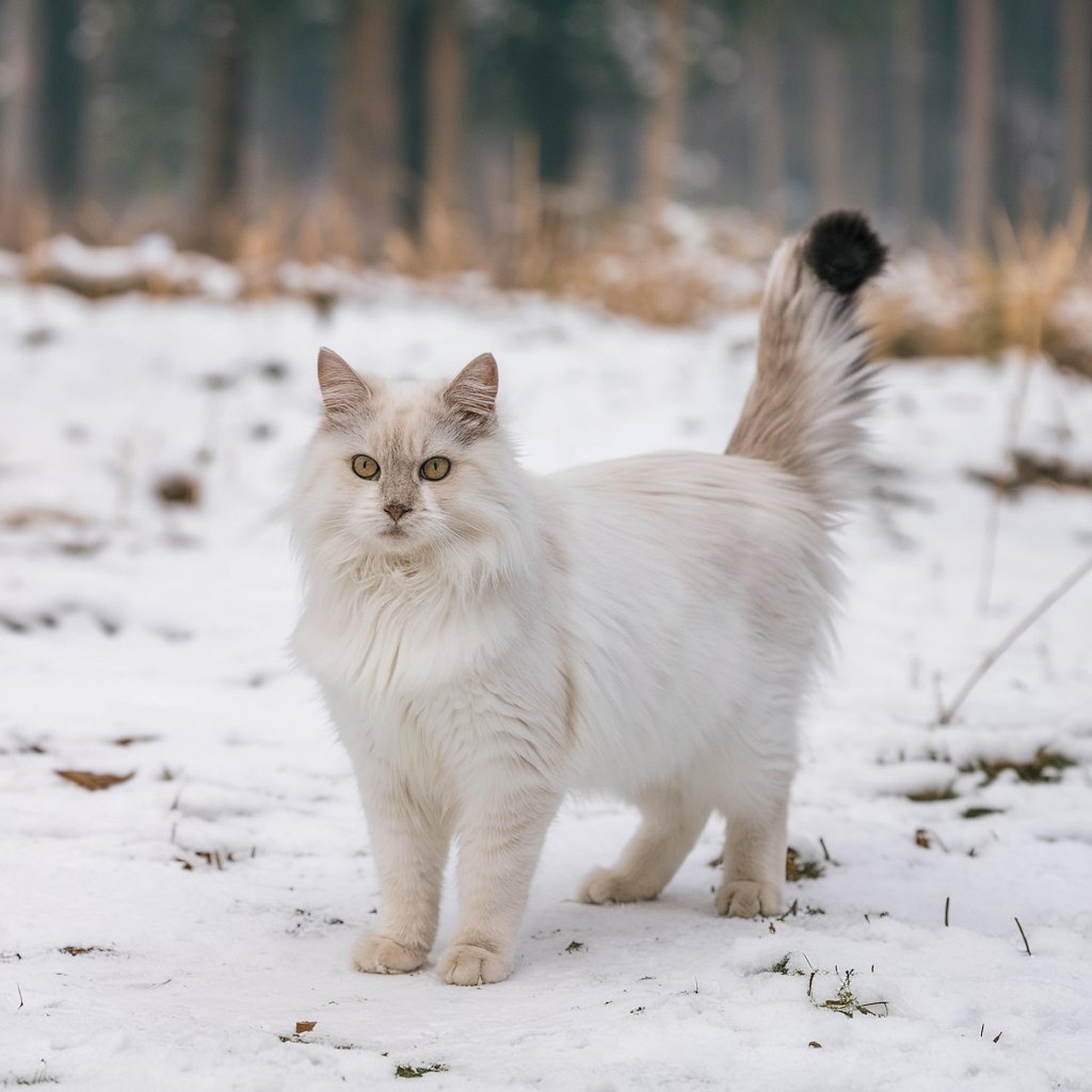 Cat Pet Winter - Free photo on Pixabay