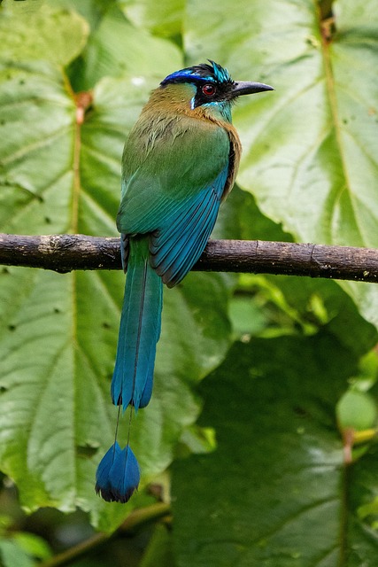 Costa Rica Motmot Bird - Free photo on Pixabay