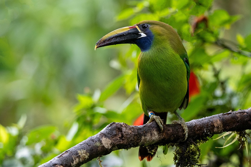 Costa Rica Toucan Bird - Free photo on Pixabay