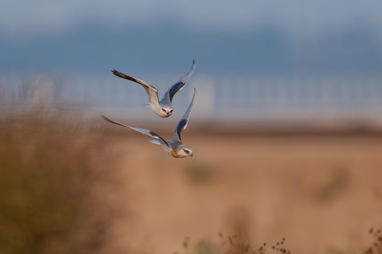Birds Nature Ornithology - Free photo on Pixabay