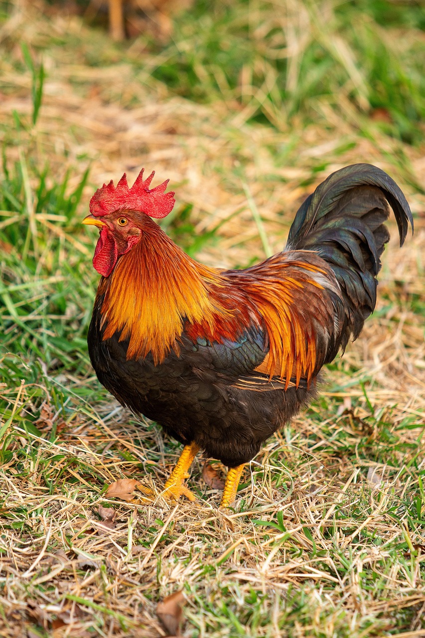 Chicken Rooster Poultry - Free photo on Pixabay