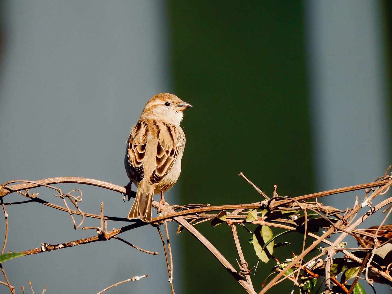 Sparrow Bird Nature - Free photo on Pixabay