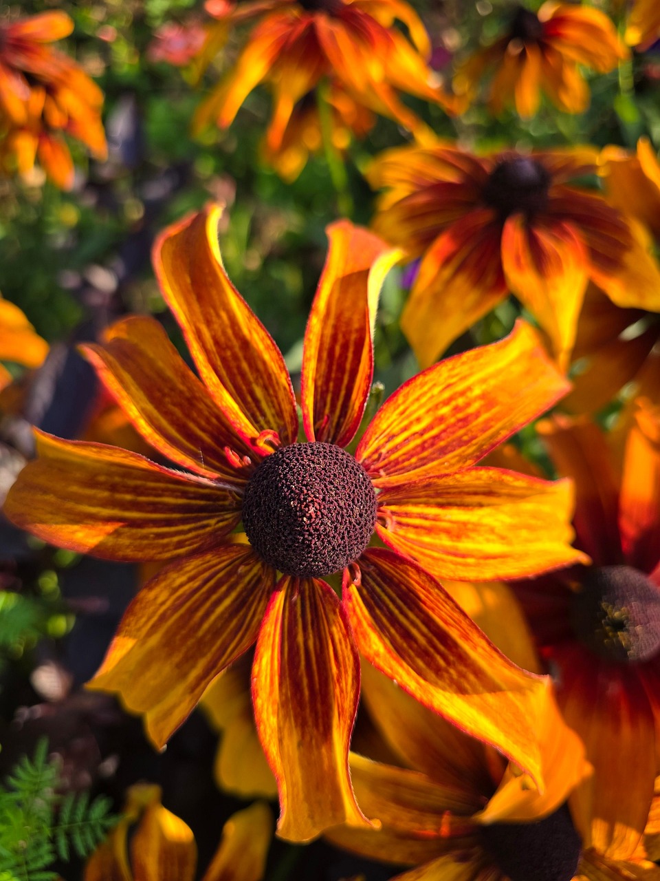 Fall Flower Nature - Free photo on Pixabay