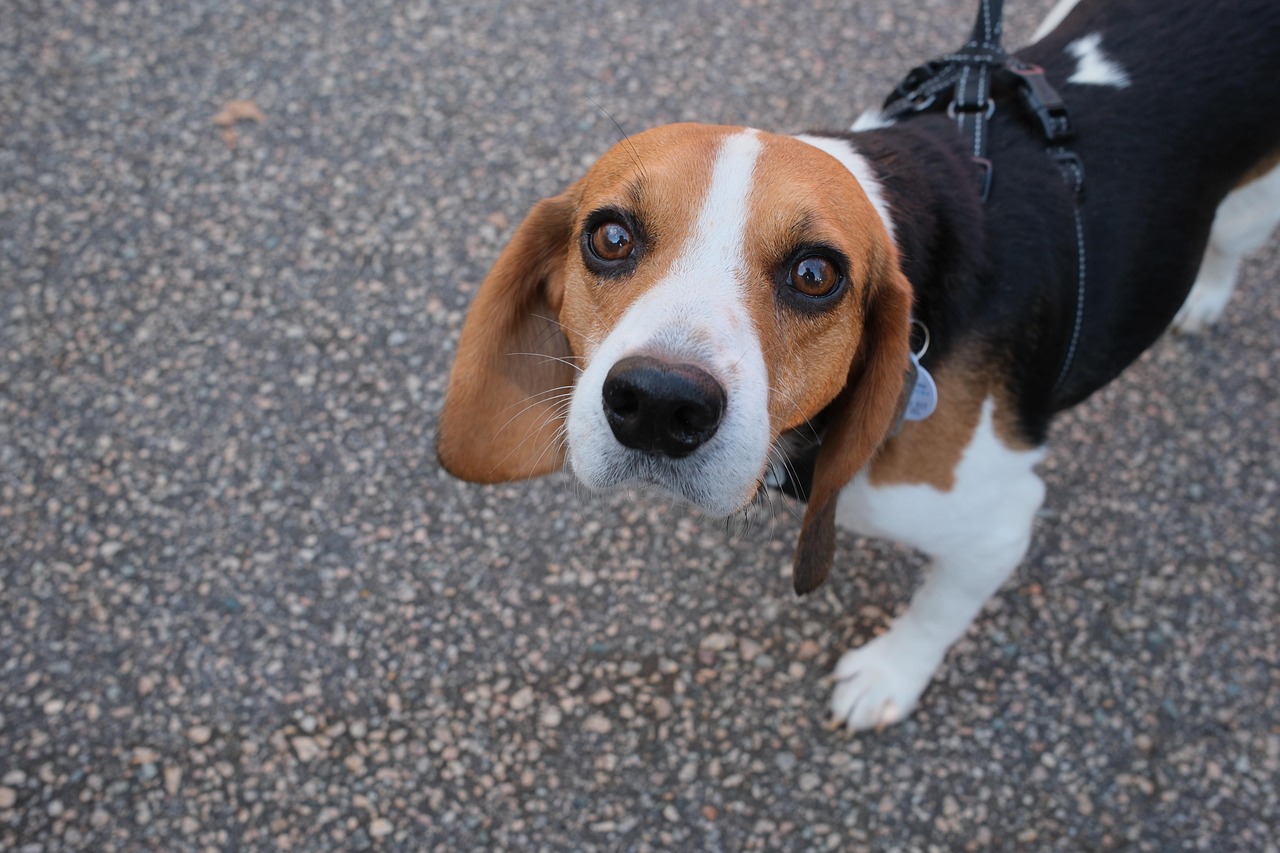 Beagle Chien Animal De - Photo gratuite sur Pixabay