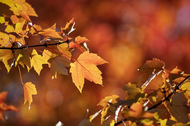 Maple Leaves Fall - Free photo on Pixabay