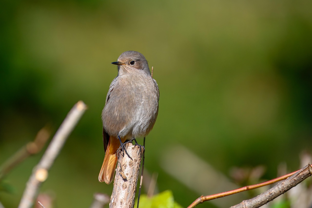 Black Redstart Bird Red Tailed - Free photo on Pixabay