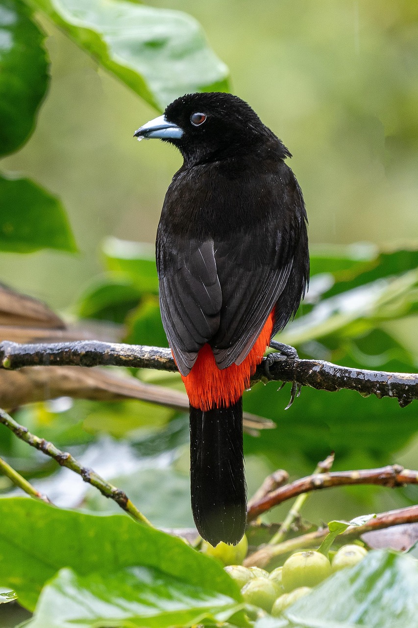 100+ Free Tanager & Nature Images - Pixabay