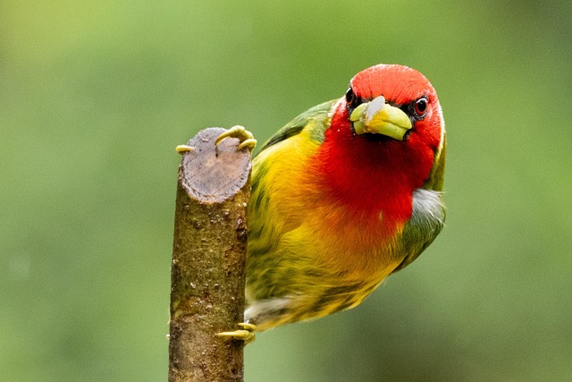 Red-Headed Barbet Bird Animal - Free photo on Pixabay